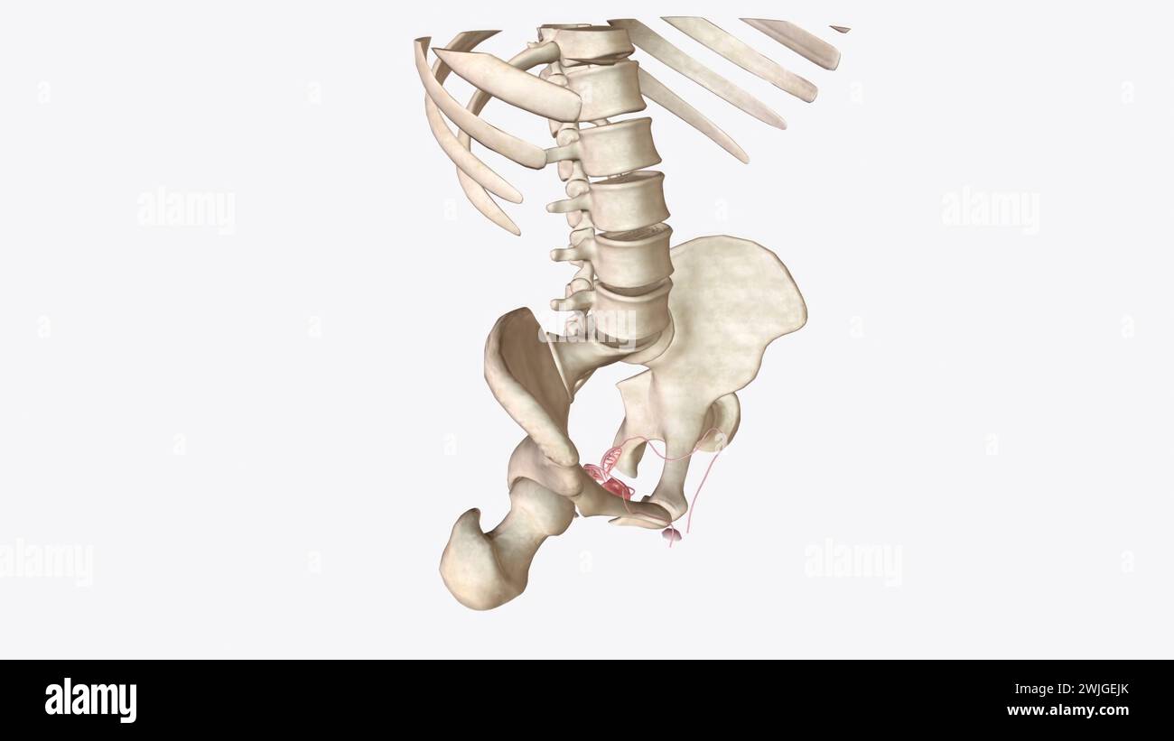 The female reproductive system consists of internal and external body ...