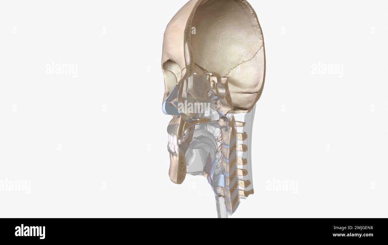 Cartilage is an important structural component of the body 3d ...