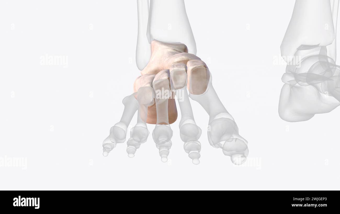 Tarsals Anatomy