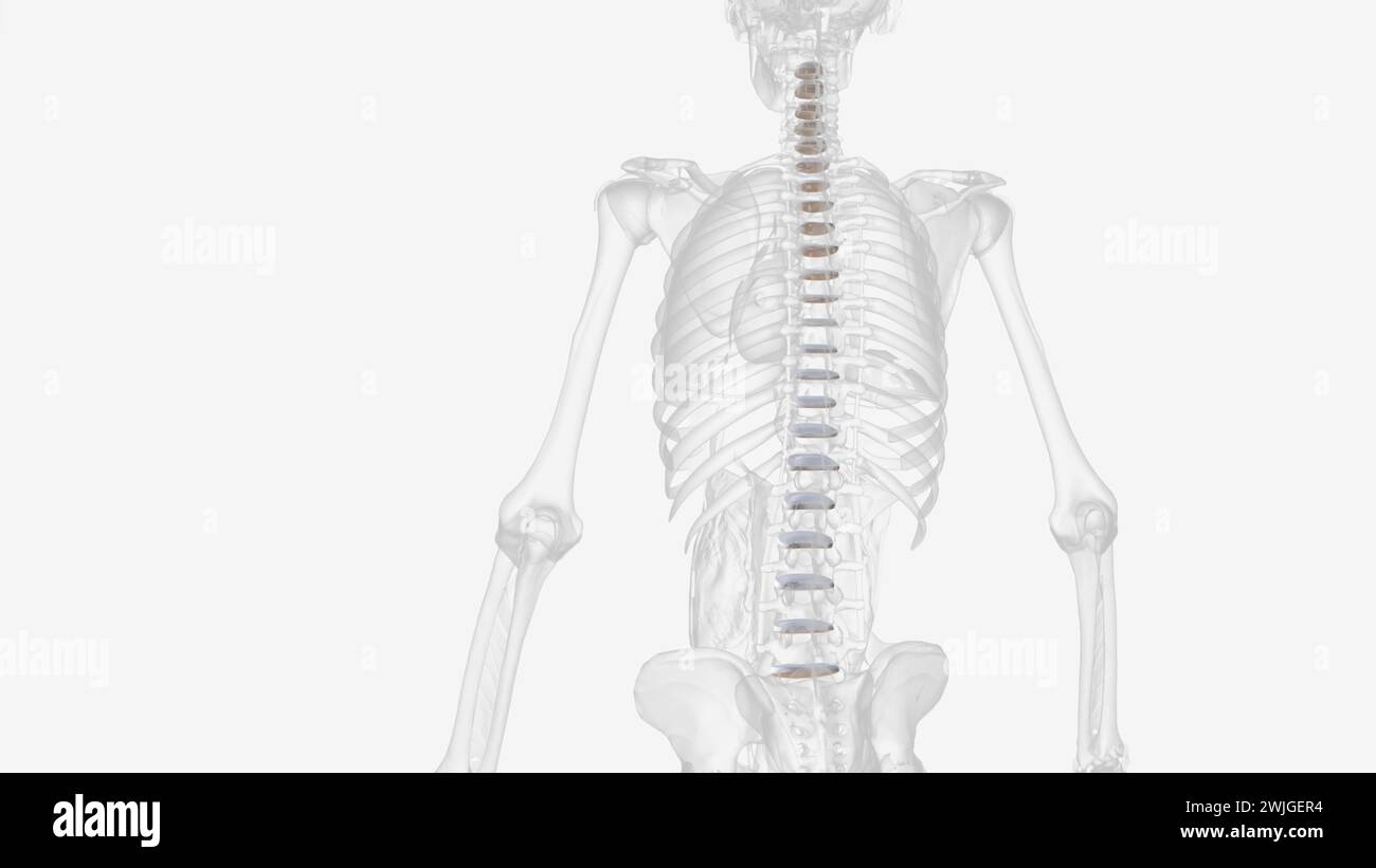 The intervertebral disc (IVD) is important in the normal functioning of ...