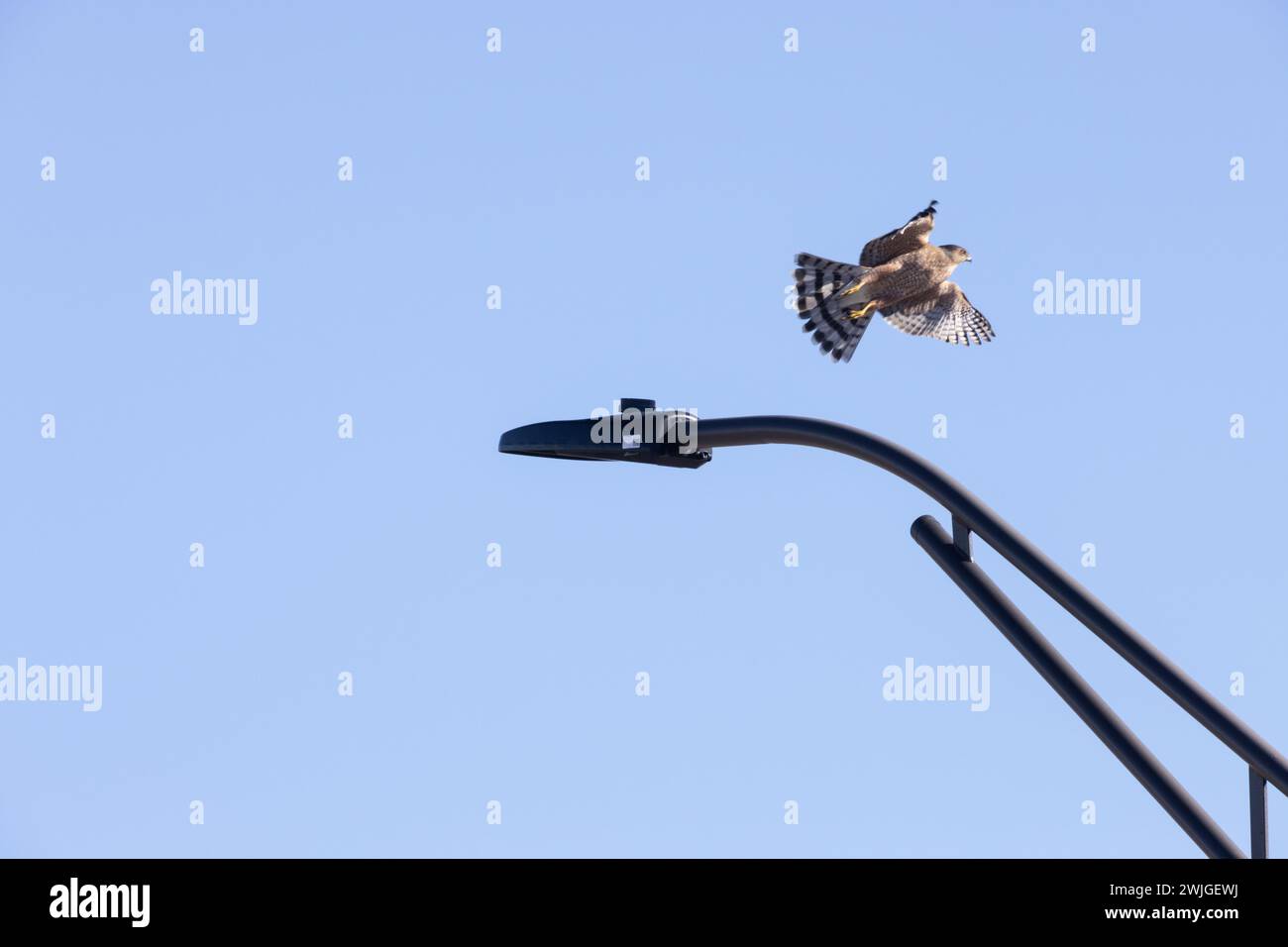 Cooper's hawk taking flight Stock Photo - Alamy