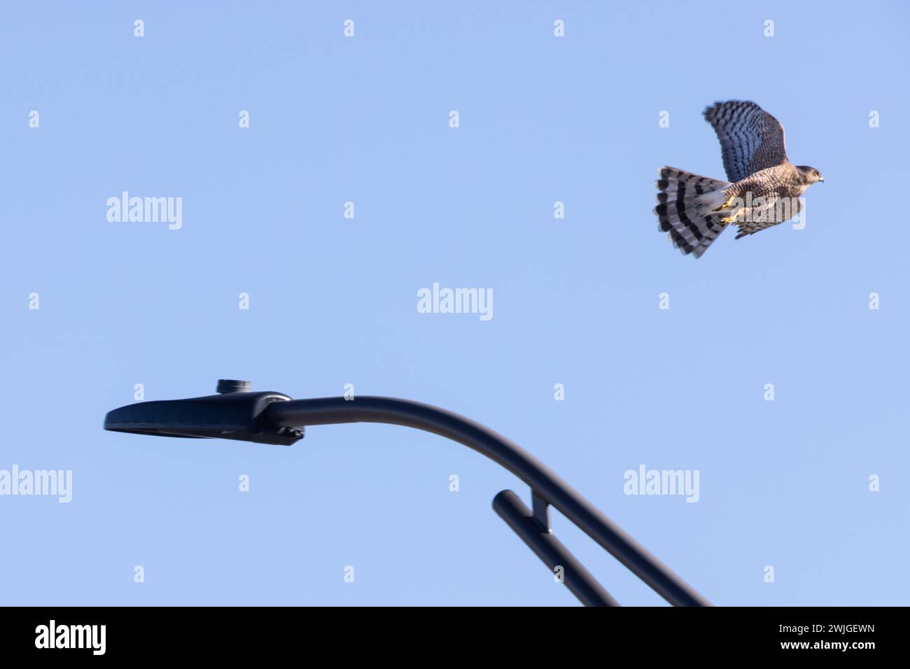 Cooper's hawk taking flight Stock Photo - Alamy