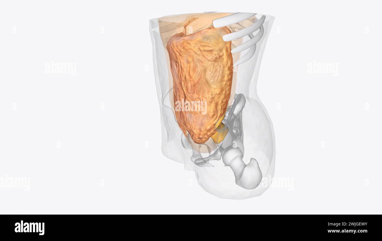 Anatomy human abdominal vein Cut Out Stock Images & Pictures - Alamy