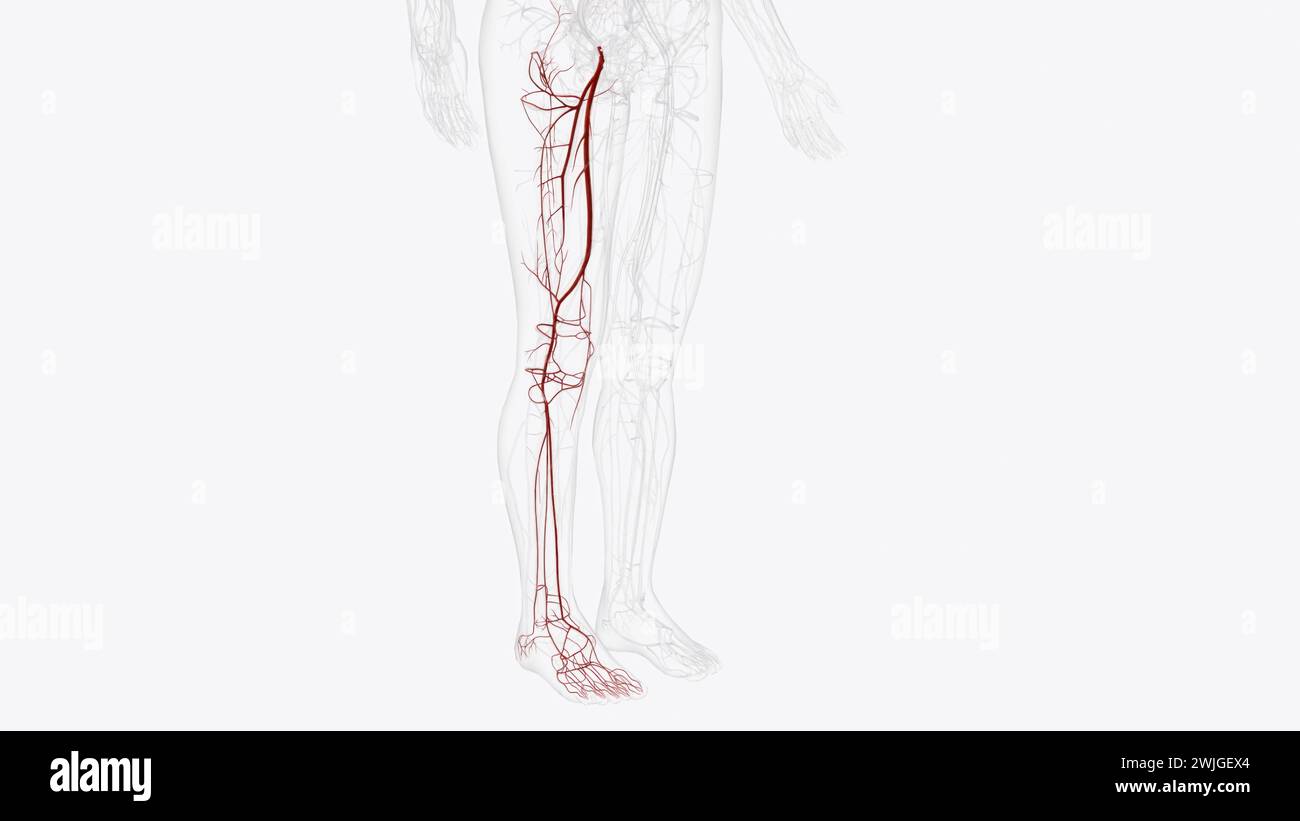 Lower limb arteries hi-res stock photography and images - Alamy