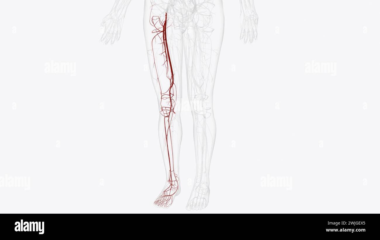 Lower limb arteries hi-res stock photography and images - Alamy