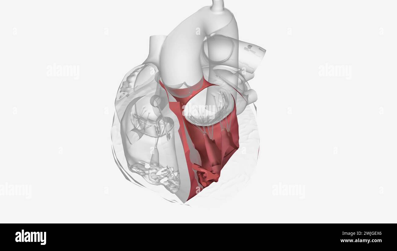 Cardiac muscles Cut Out Stock Images & Pictures - Alamy
