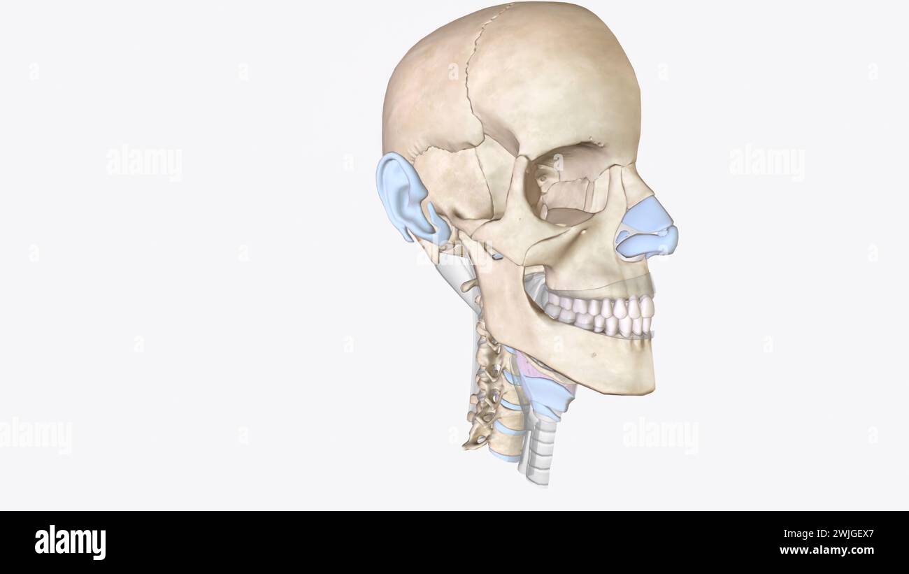 Cartilage is an important structural component of the body 3d ...