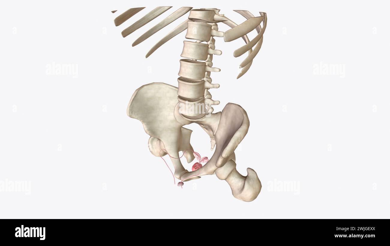 Female reproductive parts hi-res stock photography and images - Alamy