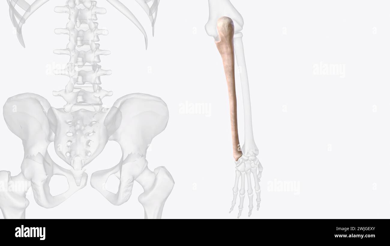 Antebrachium hi-res stock photography and images - Alamy