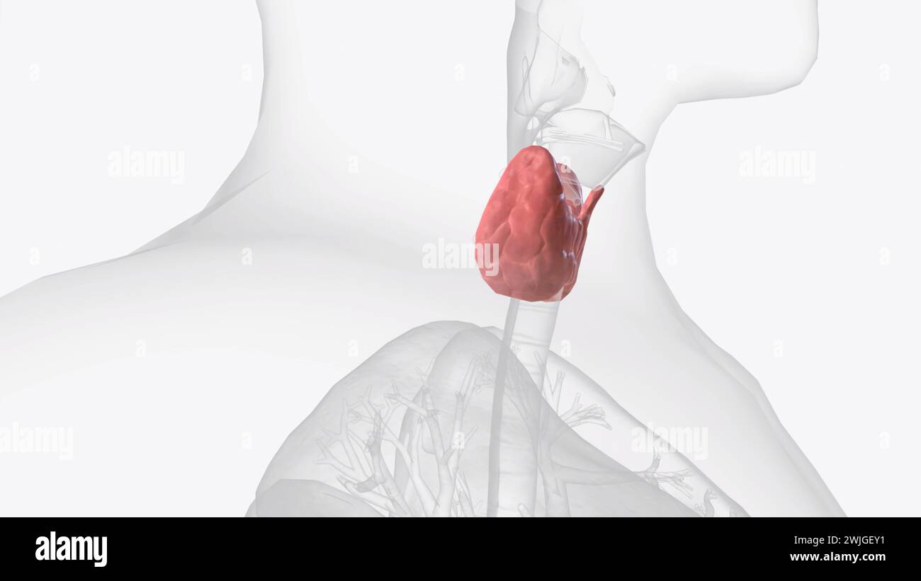 Endocrine system man woman hi-res stock photography and images - Alamy