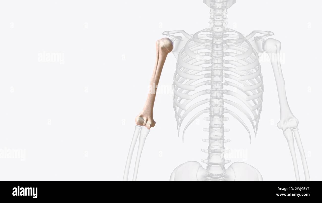 Knee pain joint elbow hip shoulder Cut Out Stock Images & Pictures - Alamy