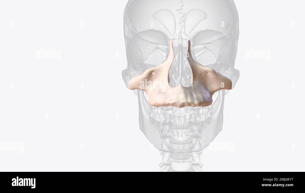 The maxilla is the most important bone of the midface 3d illustration ...