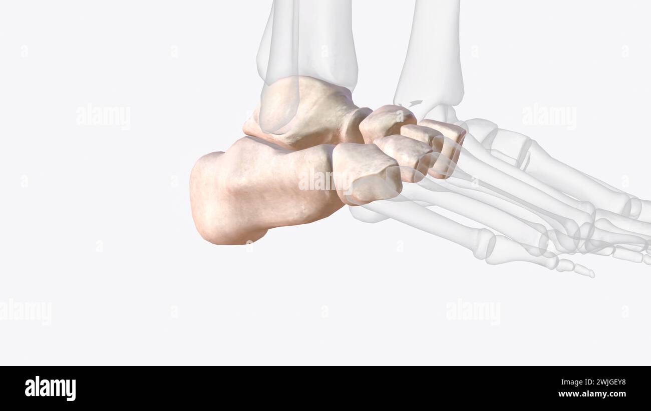 Tarsal spine hi-res stock photography and images - Alamy