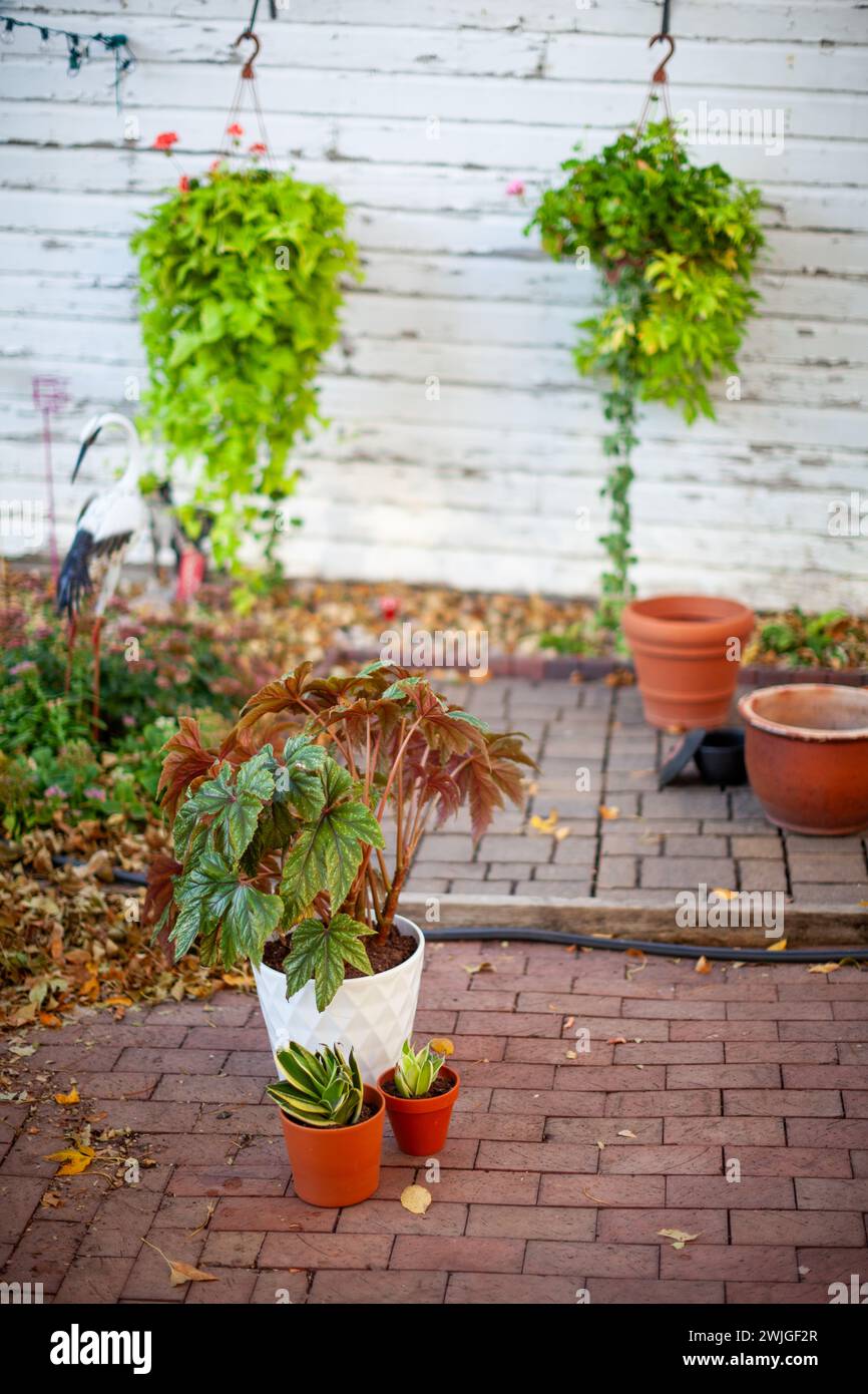 Begonias flowers plants hi-res stock photography and images - Alamy
