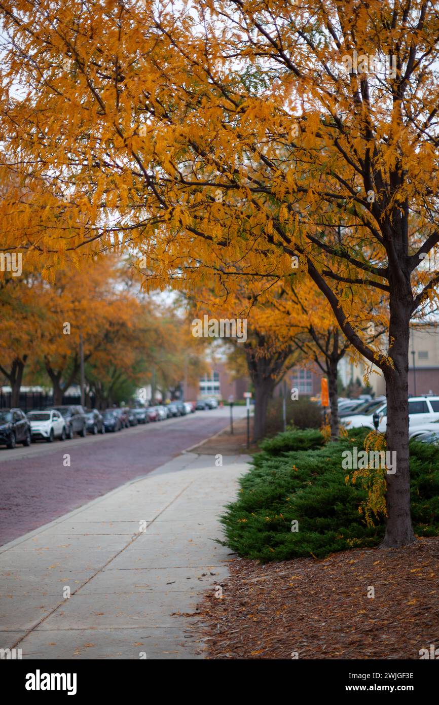 Glowing orange leaves of black locust trees line the side of a street ...