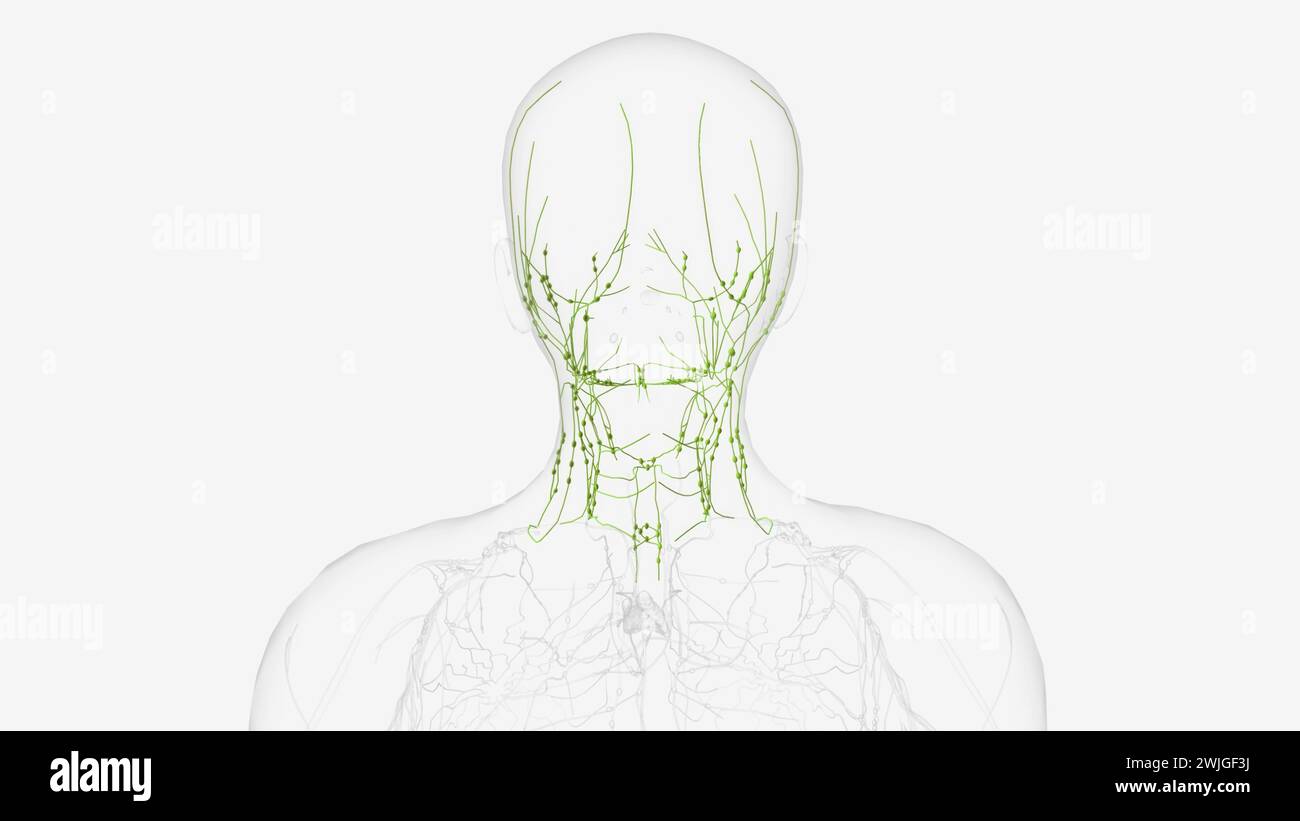 Lymphatics of head and neck hi-res stock photography and images - Alamy