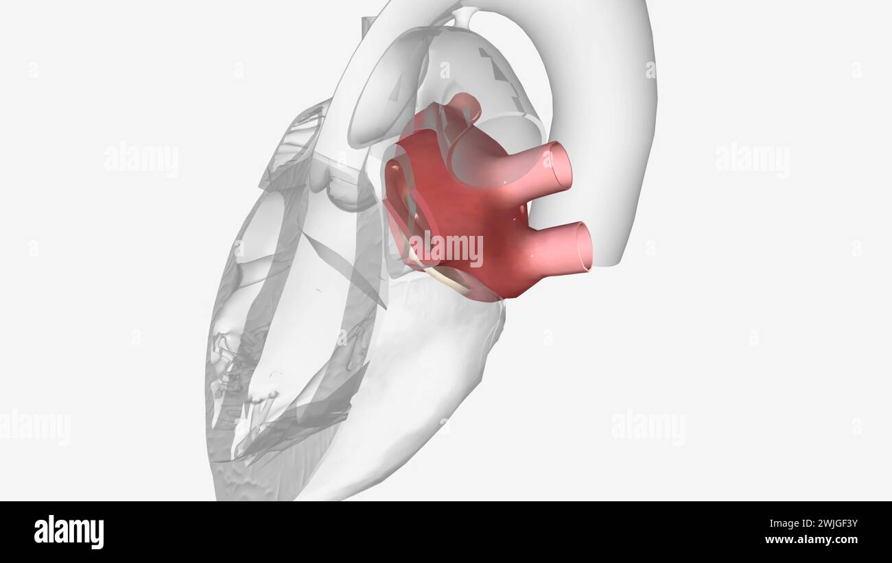 Left atrium: one of the four chambers of the heart 3d illustration ...