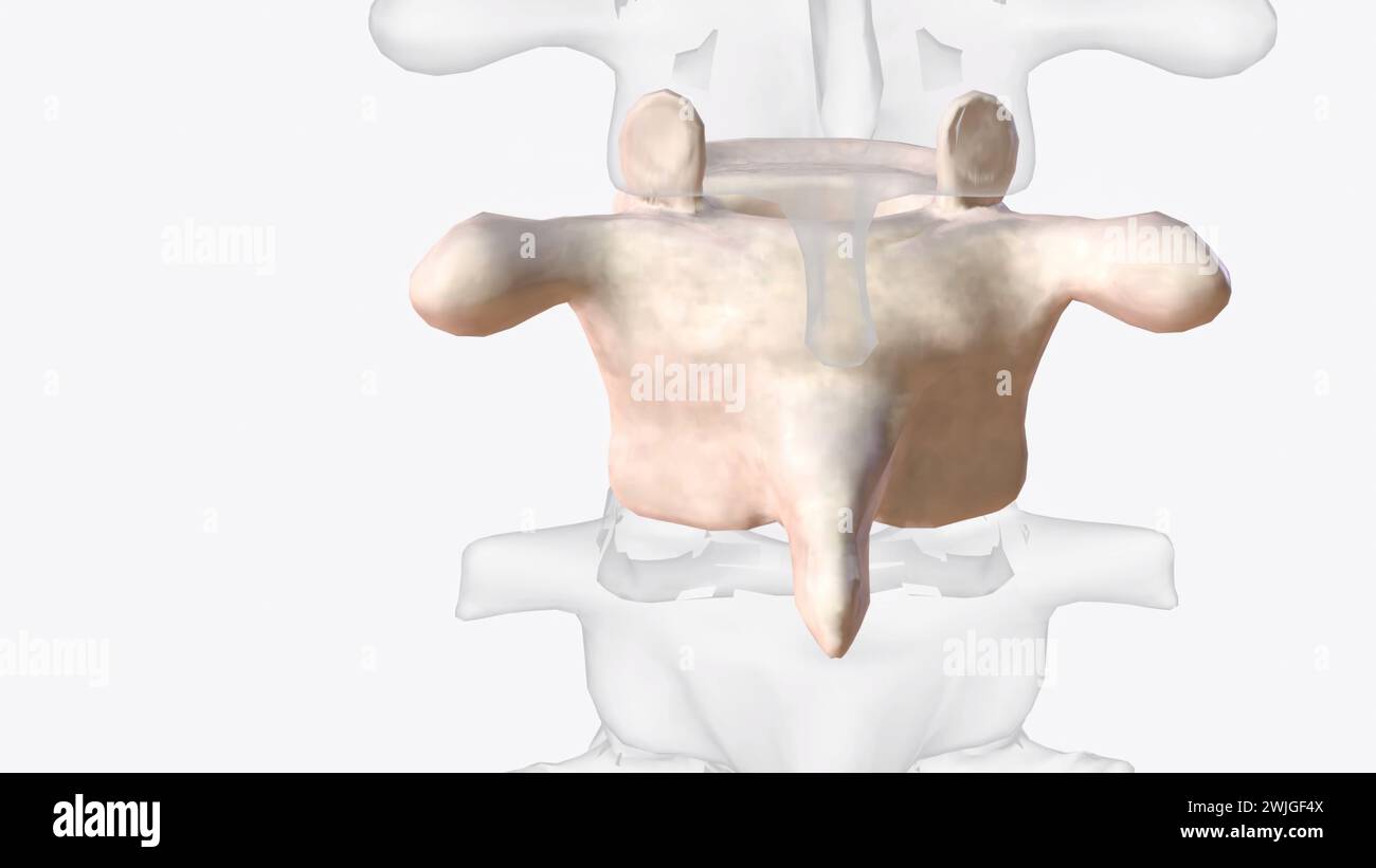 Tenth thoracic vertebra hi-res stock photography and images - Alamy
