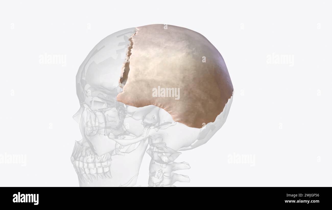 parietal bone, cranial bone forming part of the side and top of the ...