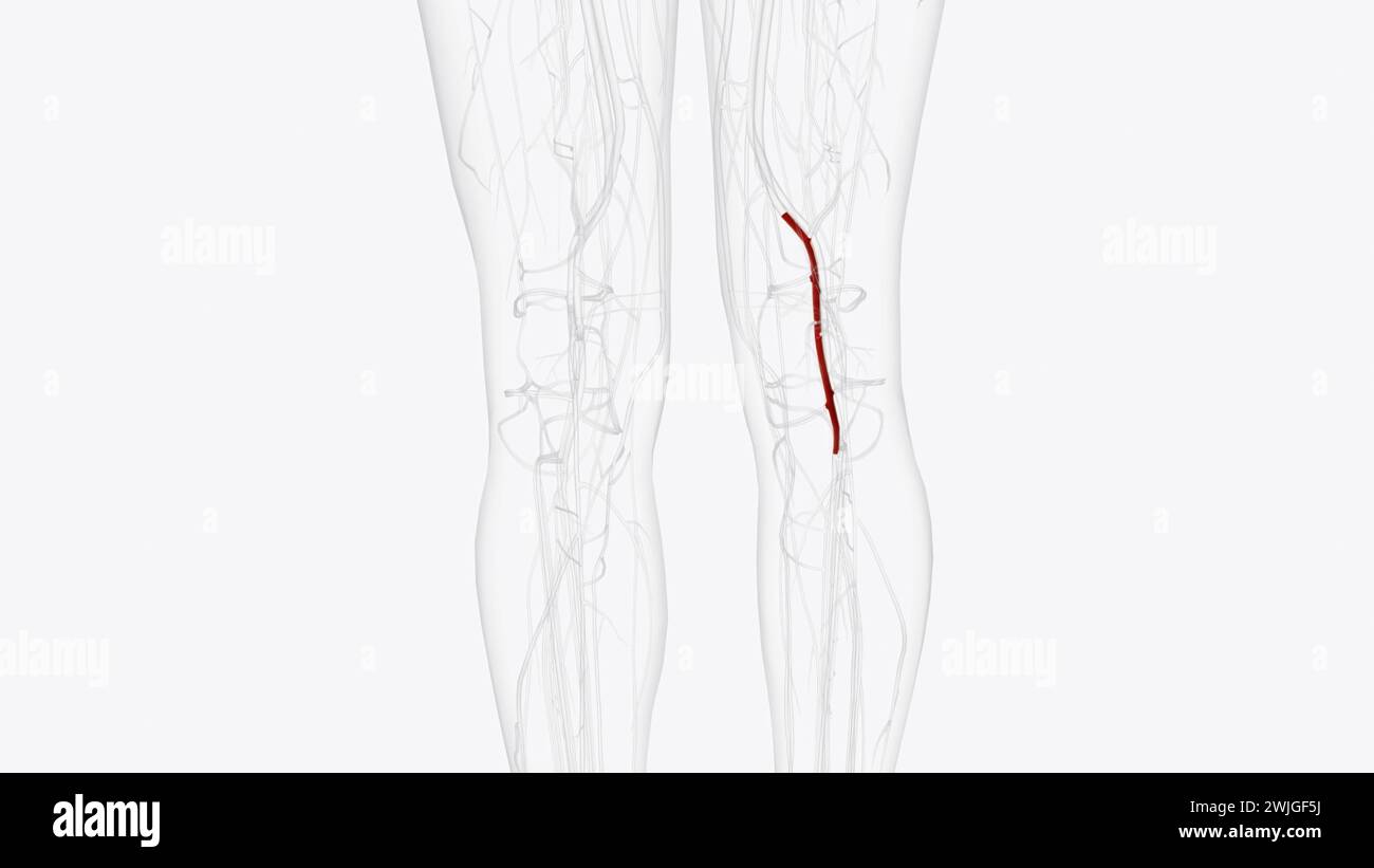 popliteal artery is located behind your knee and runs behind your knee ...