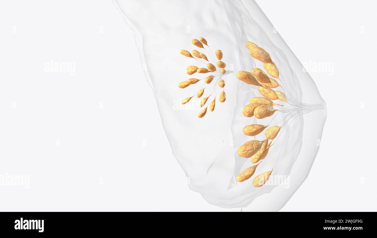 Mammary gland anatomy hi-res stock photography and images - Alamy