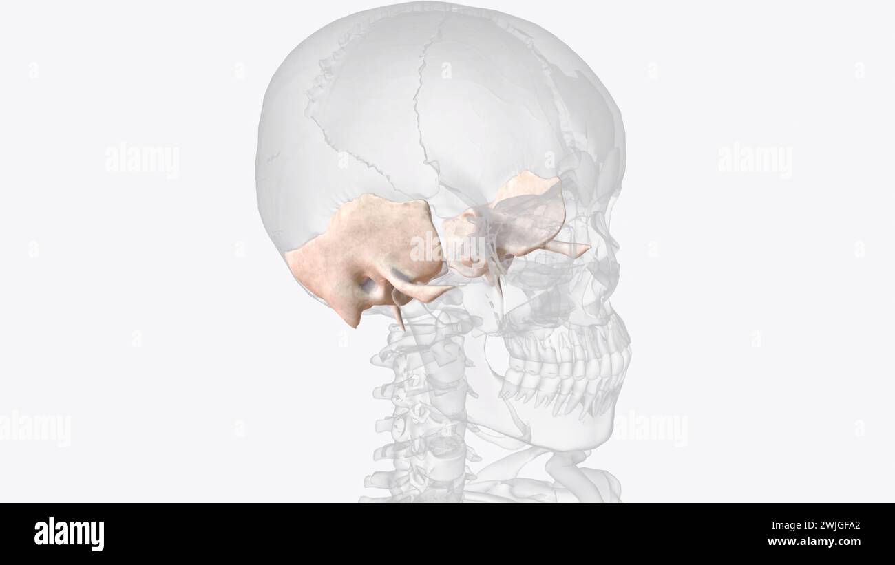 The temporal bone contributes to the lower lateral walls of the skull ...