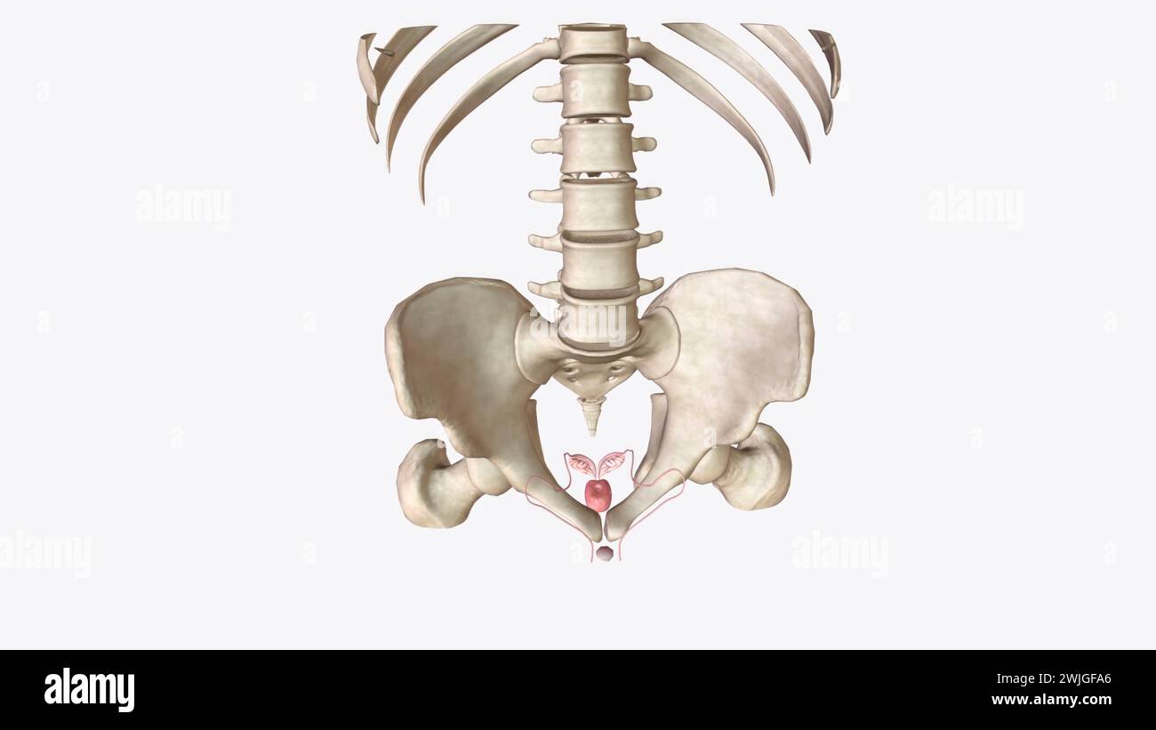 The female reproductive system consists of internal and external body ...