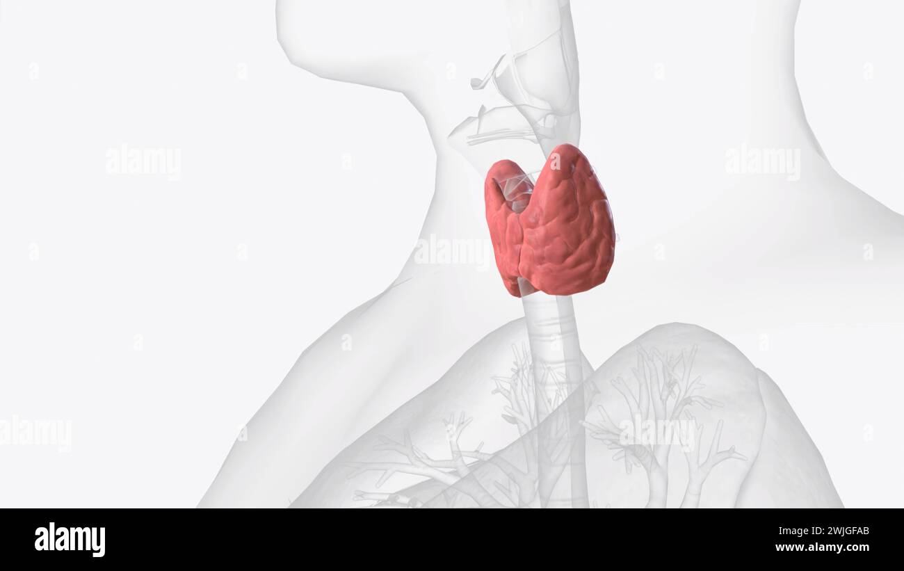 Endocrine system man woman hi-res stock photography and images - Alamy