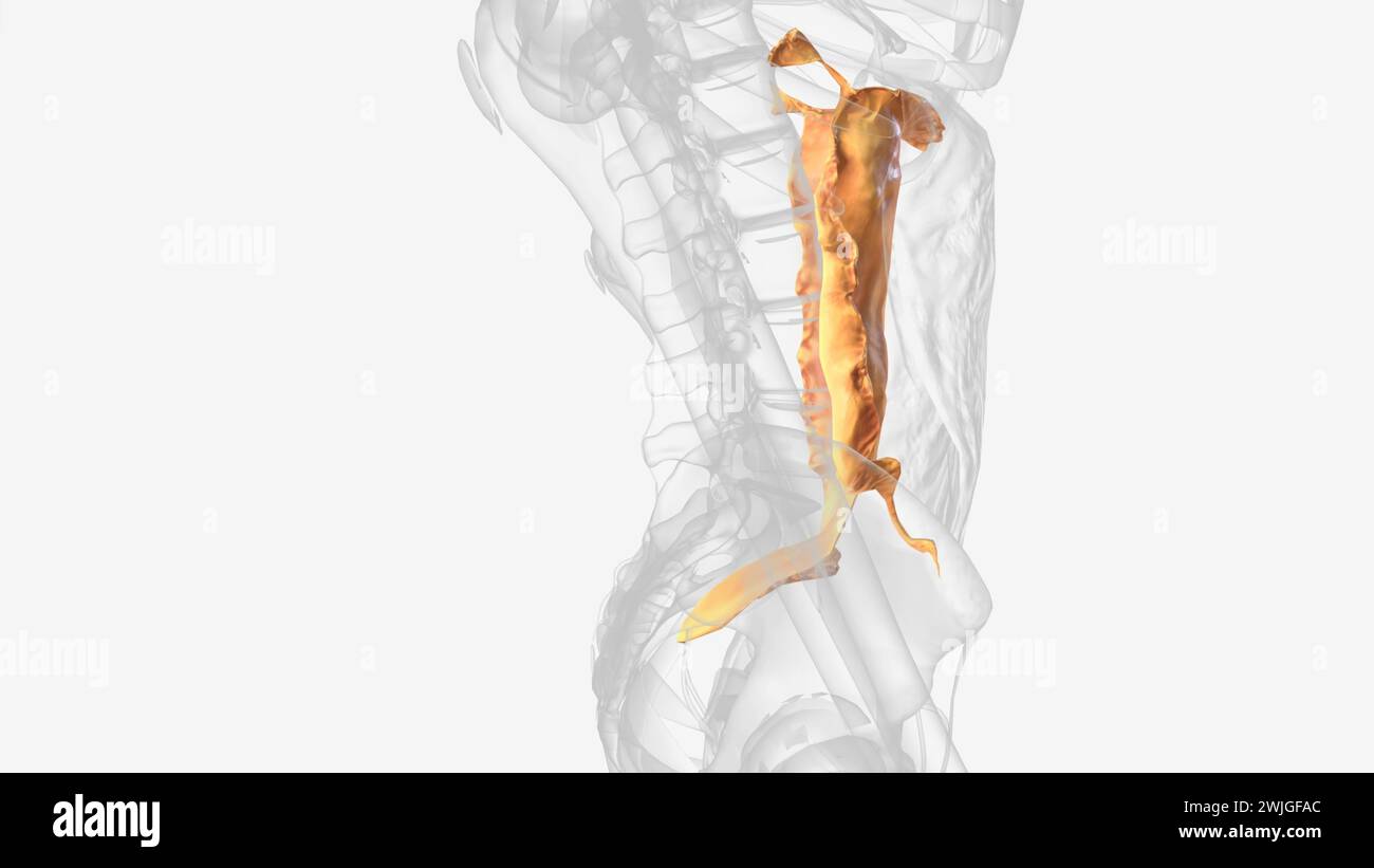Transverse mesocolon hi-res stock photography and images - Alamy