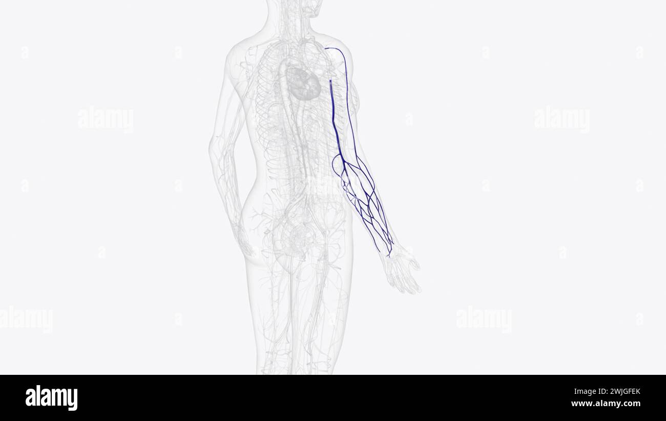 Superficial veins of right arm and forearm 3d illustration Stock Photo ...