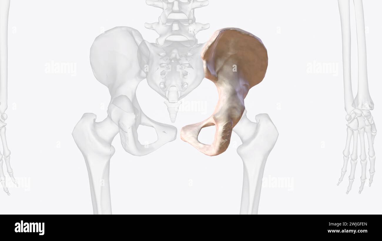 The hip bone is comprised of the three parts the ilium, pubis and ...