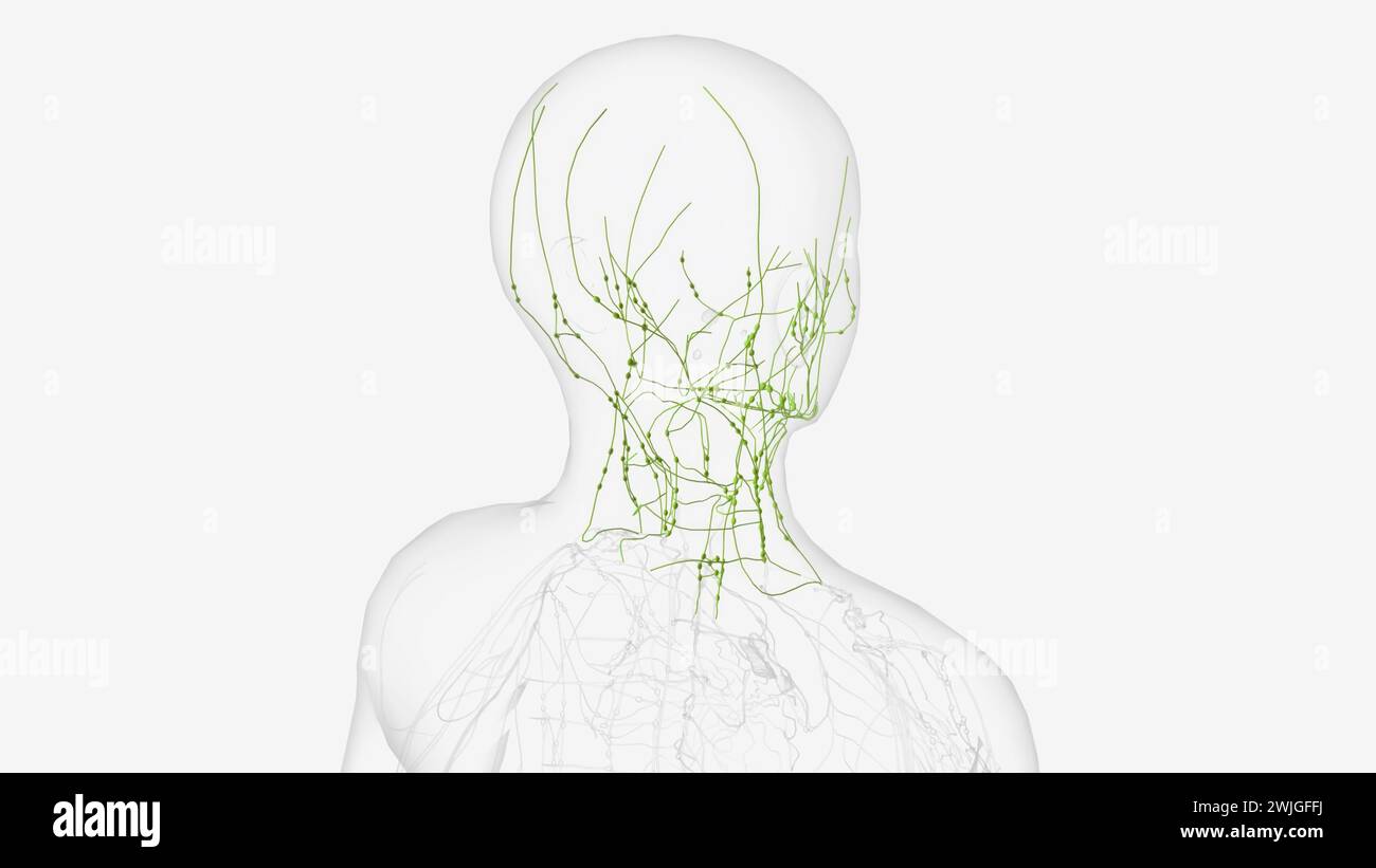 Lymphatics of head and neck hi-res stock photography and images - Alamy