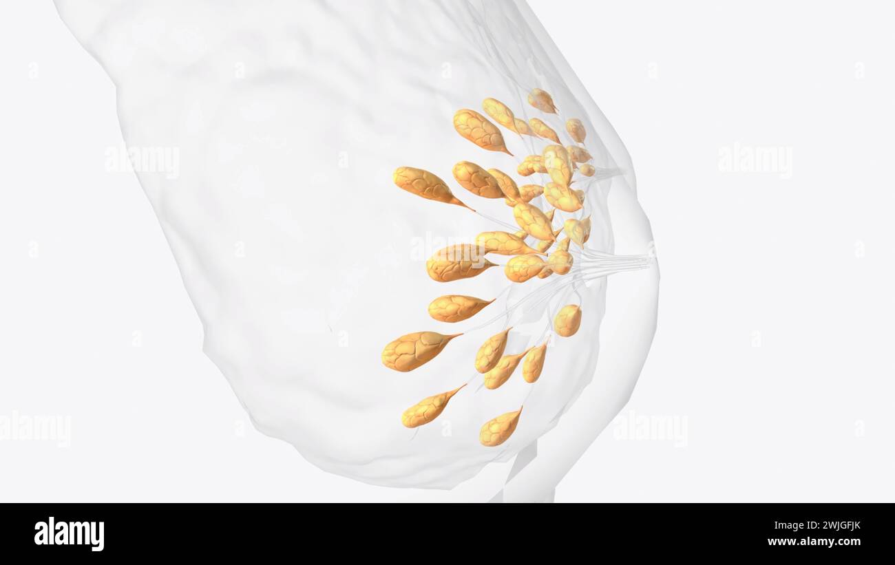 Mammary gland anatomy hi-res stock photography and images - Alamy