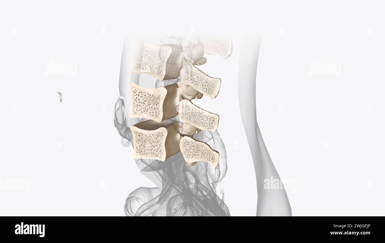 Rib cage sternum anatomy bones hi-res stock photography and images - Alamy