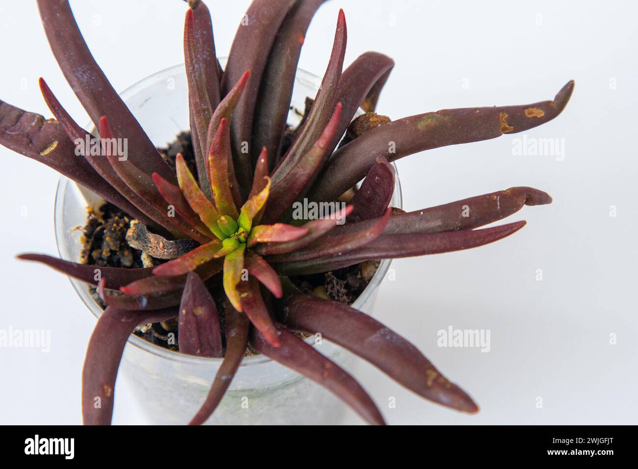 Crassula Devils Horn plant succulent. Little flower on white background ...