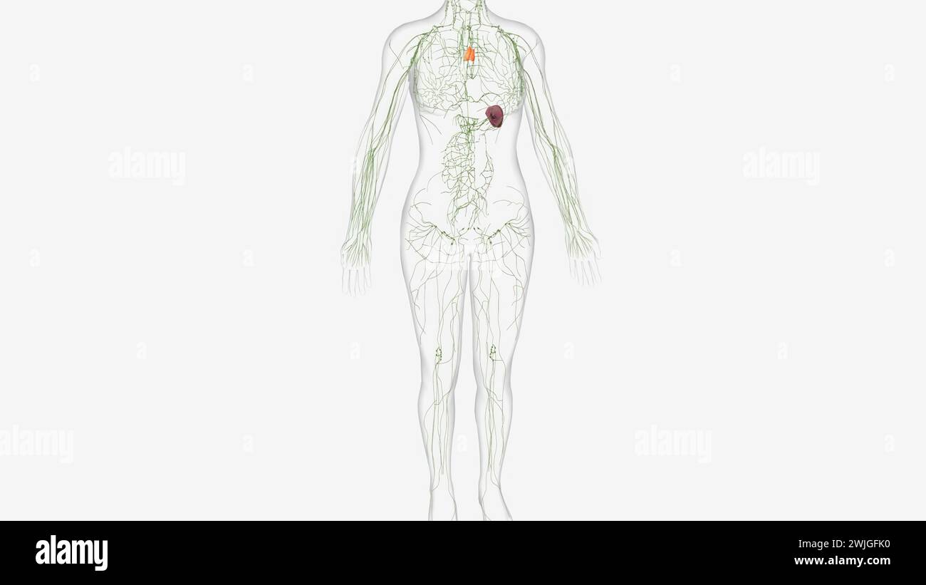 Female lymphatic system hi-res stock photography and images - Alamy