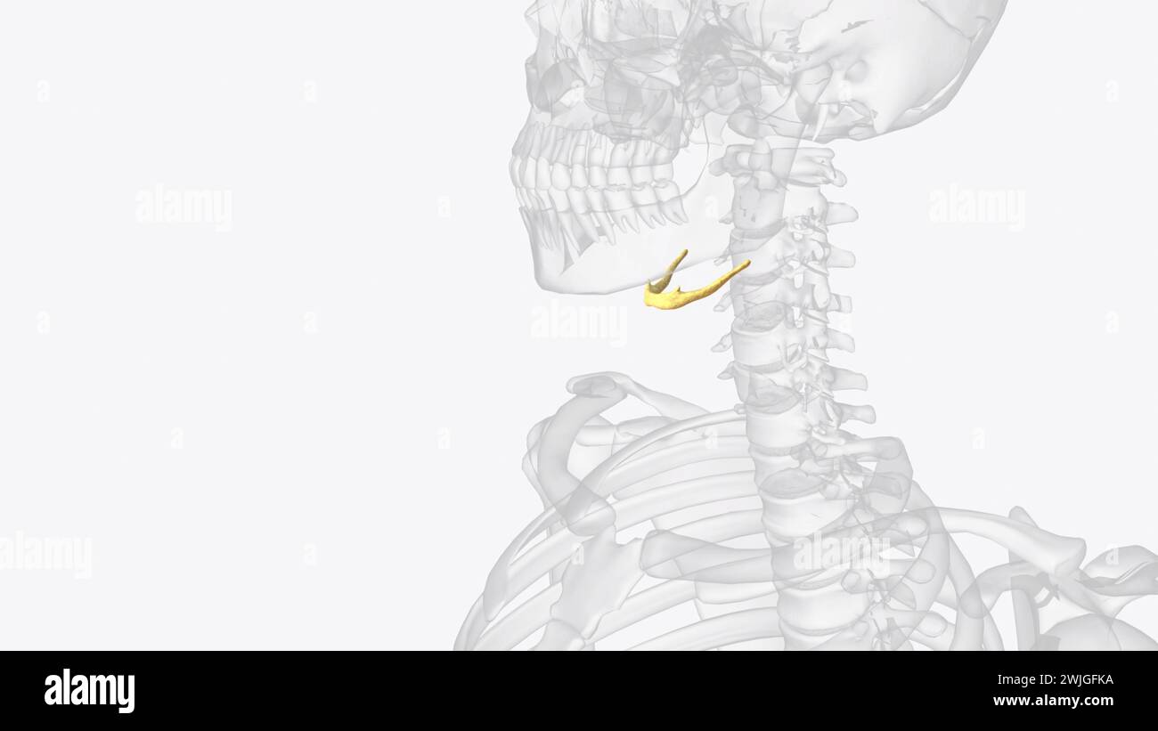 The hyoid bone is an intermediary between the skull and postcranial ...