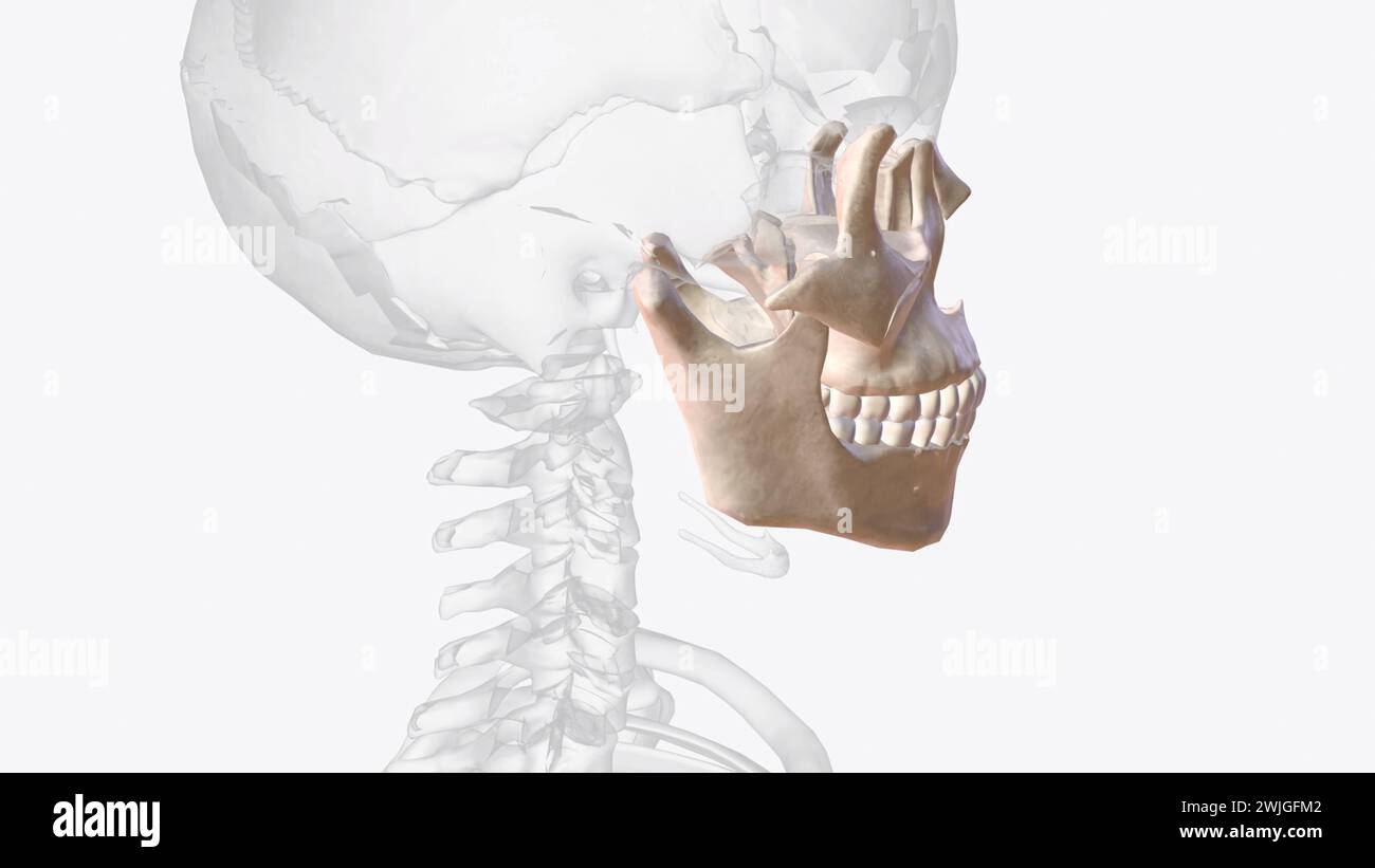 Viscerocranium Viscerocranium Images – Browse 1,757 Stock Photos,