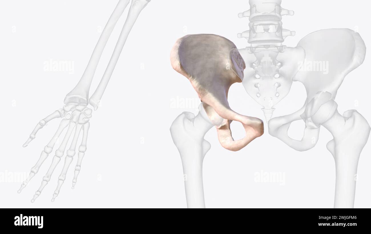 The hip bone is comprised of the three parts the ilium, pubis and ...