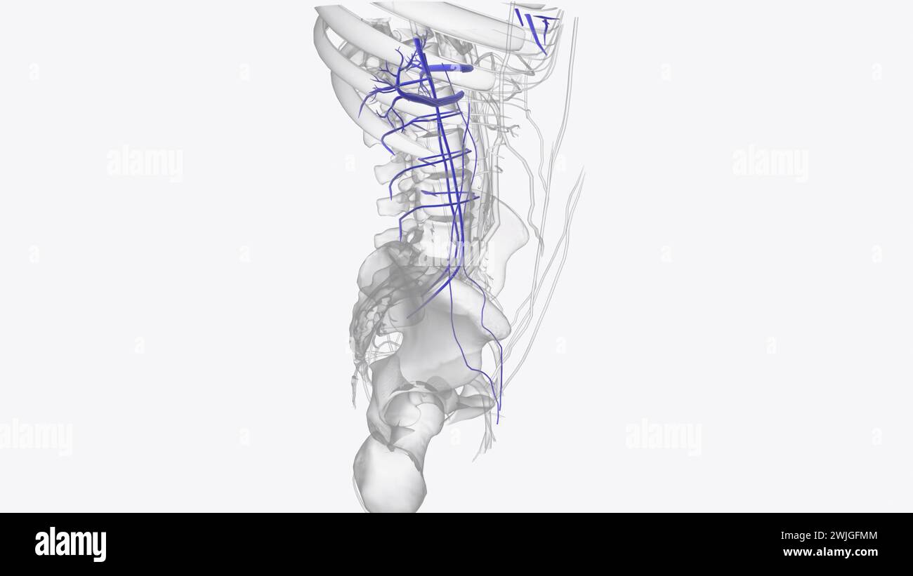 Veins of the systemic circulation are derived from the cardinal veins ...