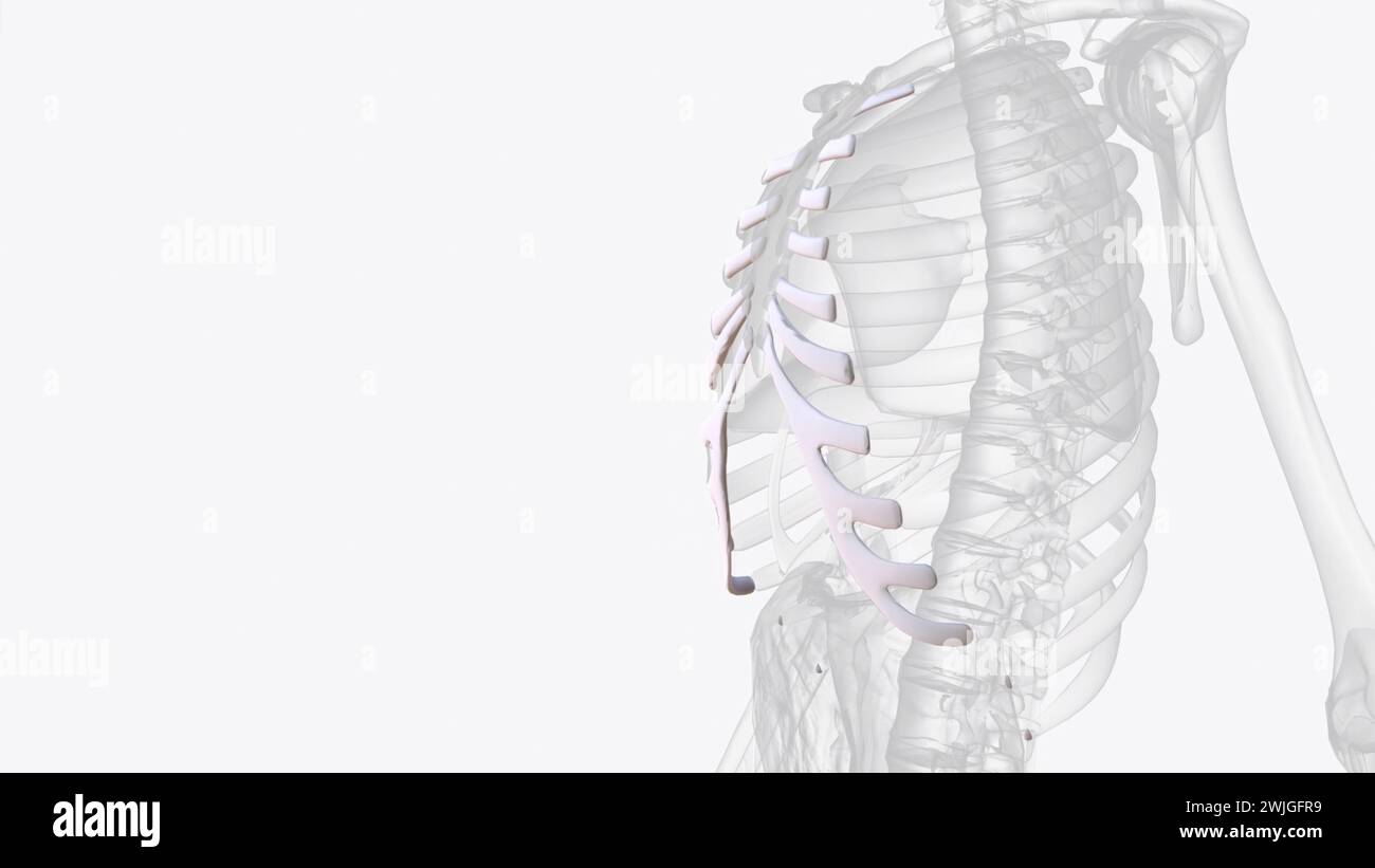 Hyaline cartilage tissue hi-res stock photography and images - Alamy