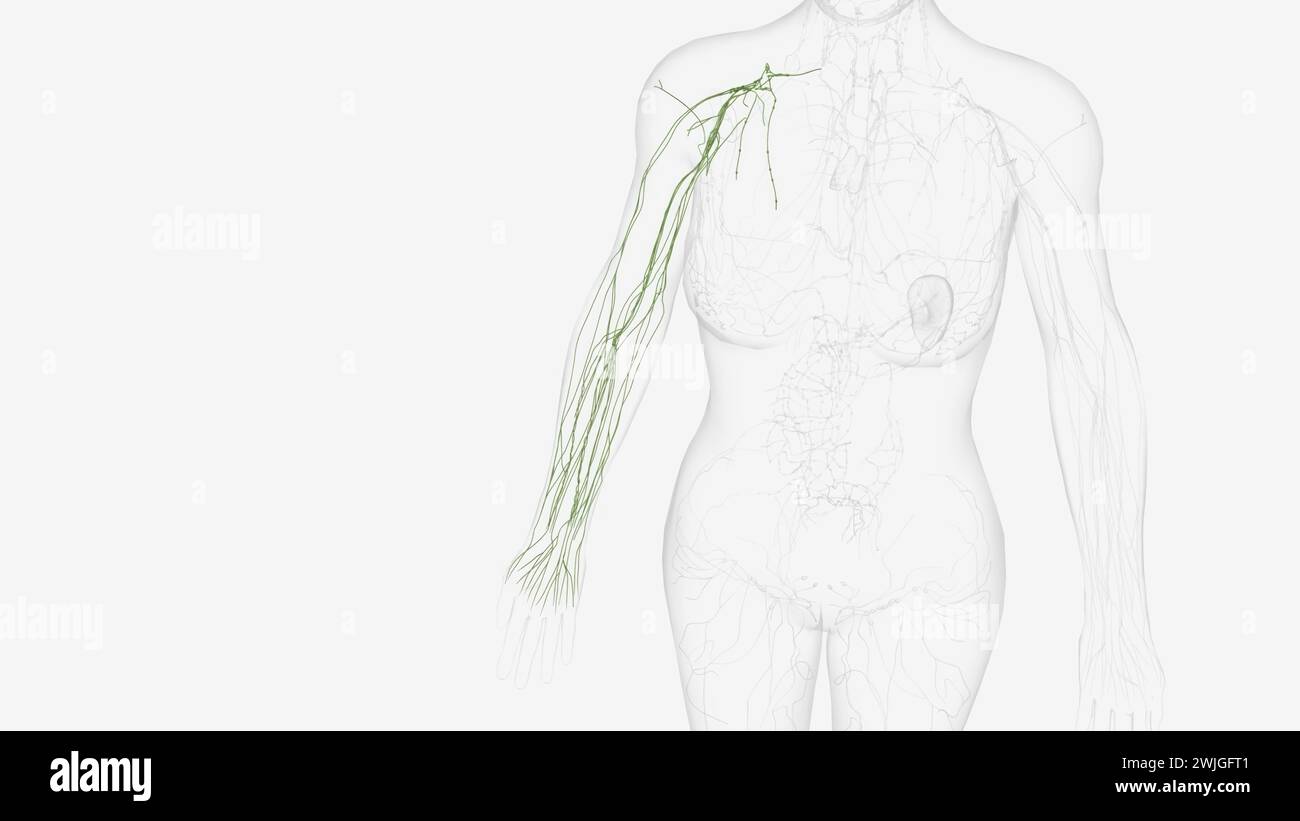 Lymphatics Cut Out Stock Images & Pictures - Alamy