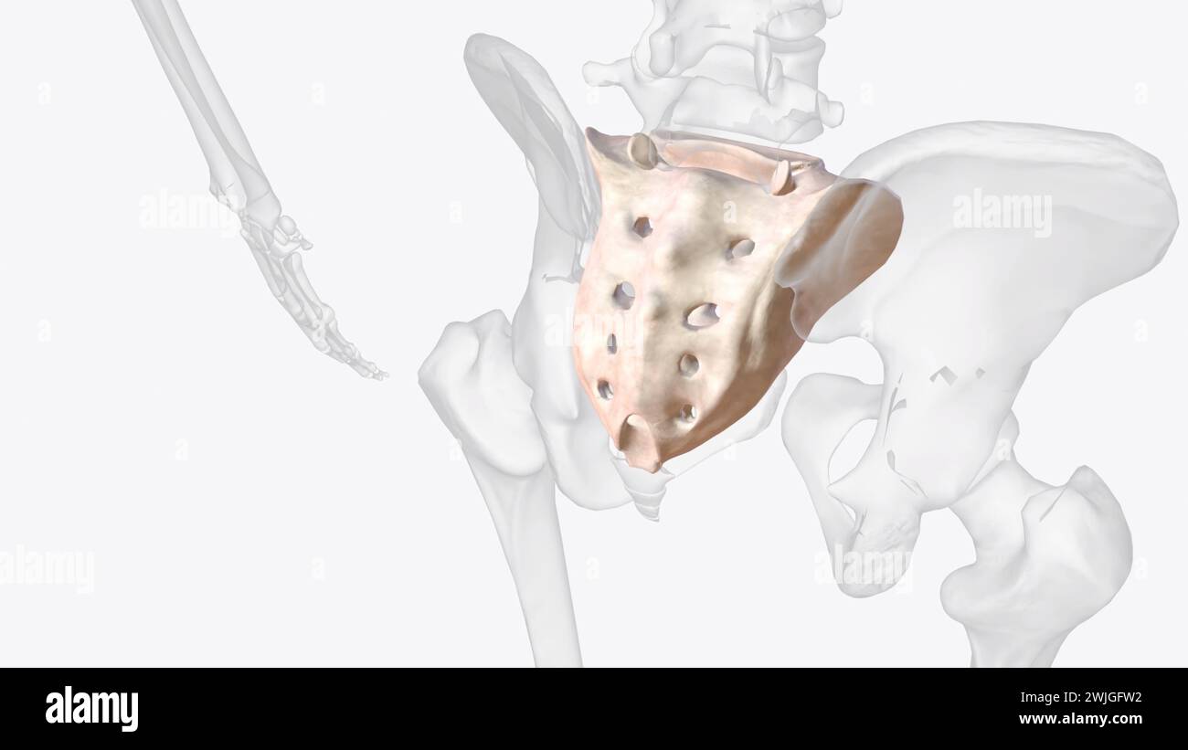 The sacrum is the triangular bone just below the lumbar vertebrae 3d ...