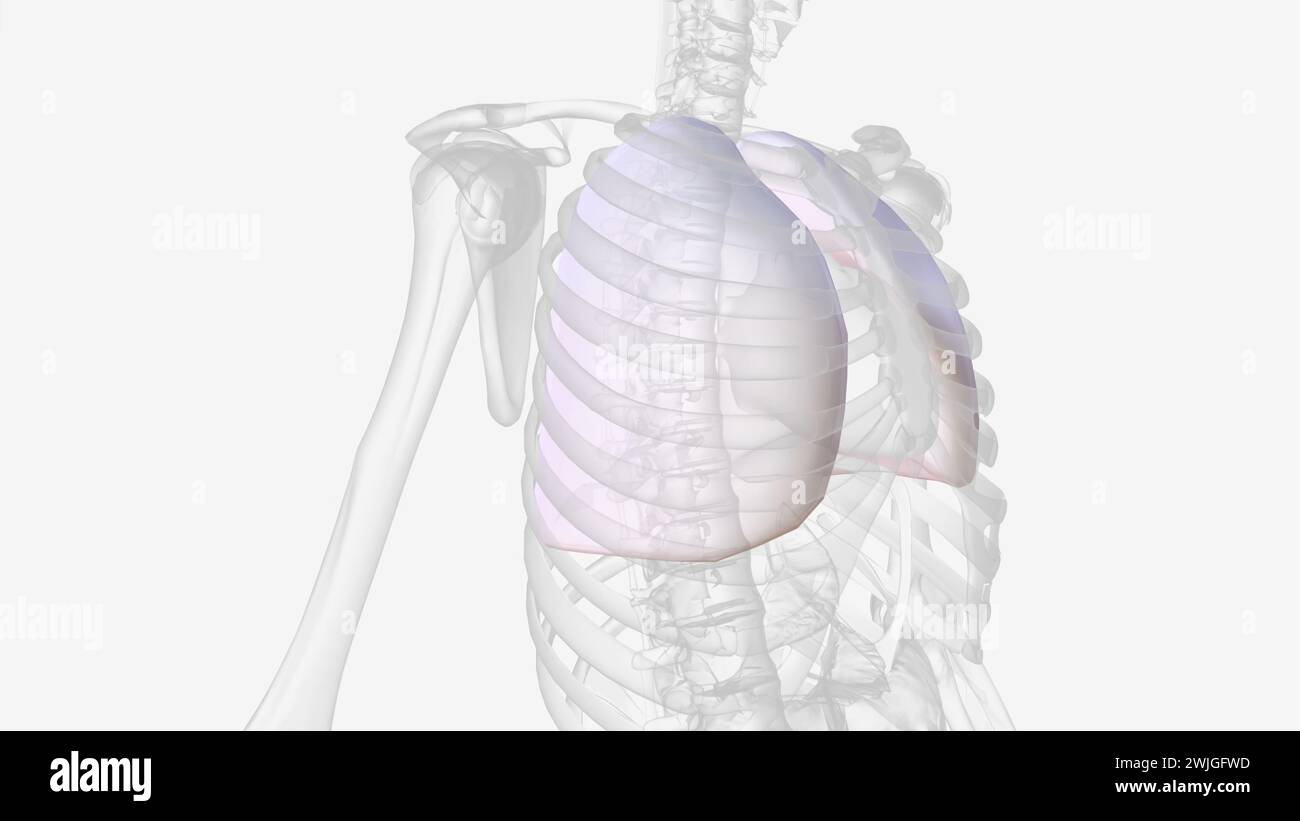 Pelvic cavity hi-res stock photography and images - Alamy