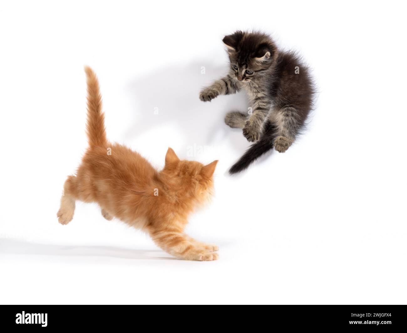 kittens frolic on a white background Stock Photo - Alamy