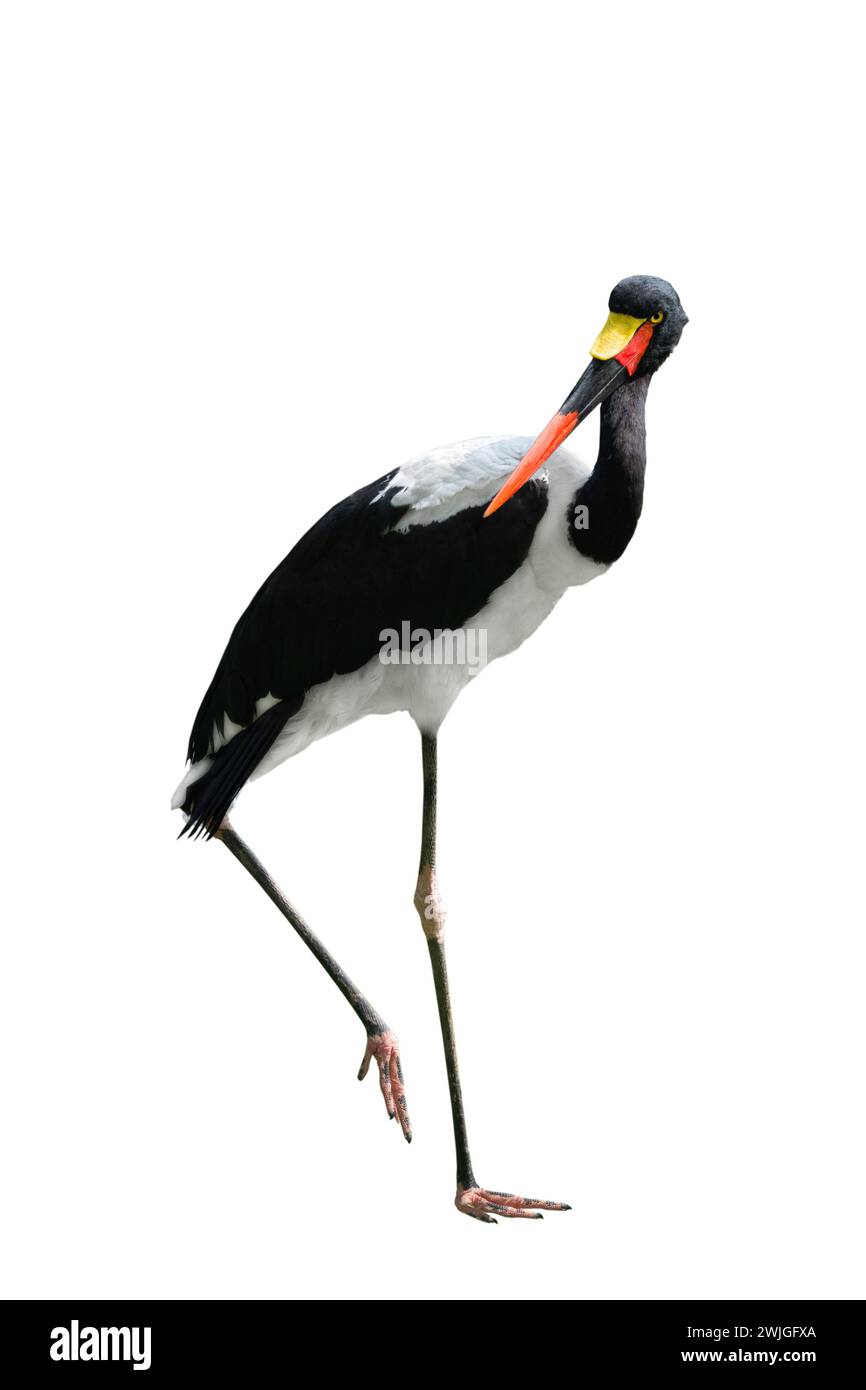 stork stork saddle isolated on white background Stock Photo - Alamy