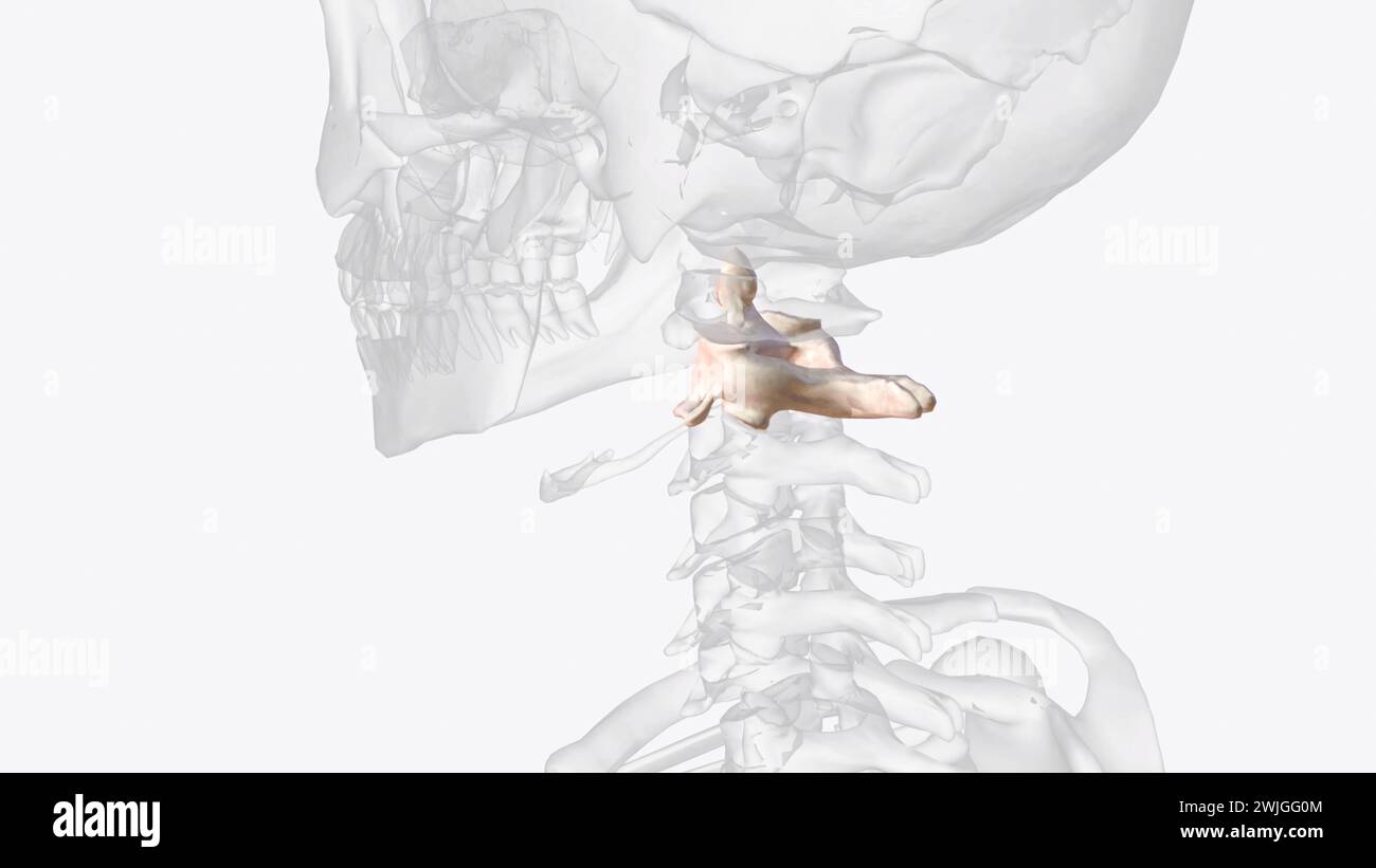 Second cervical vertebrae hi-res stock photography and images - Alamy