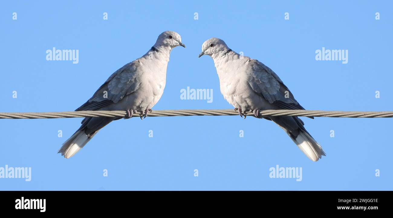 Two european turtle dove in the wild Stock Photo - Alamy