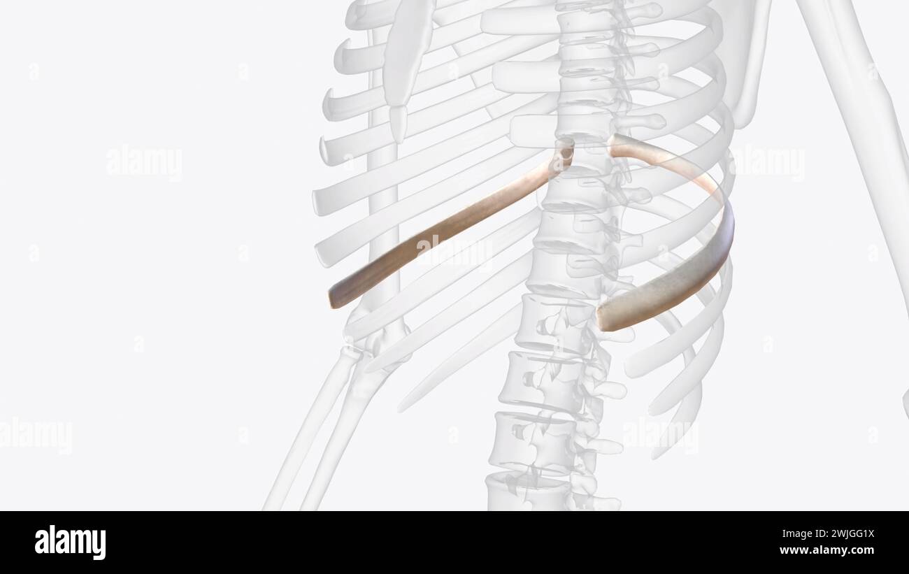 The ninth rib has a frontal part at the same level as the first lumbar ...