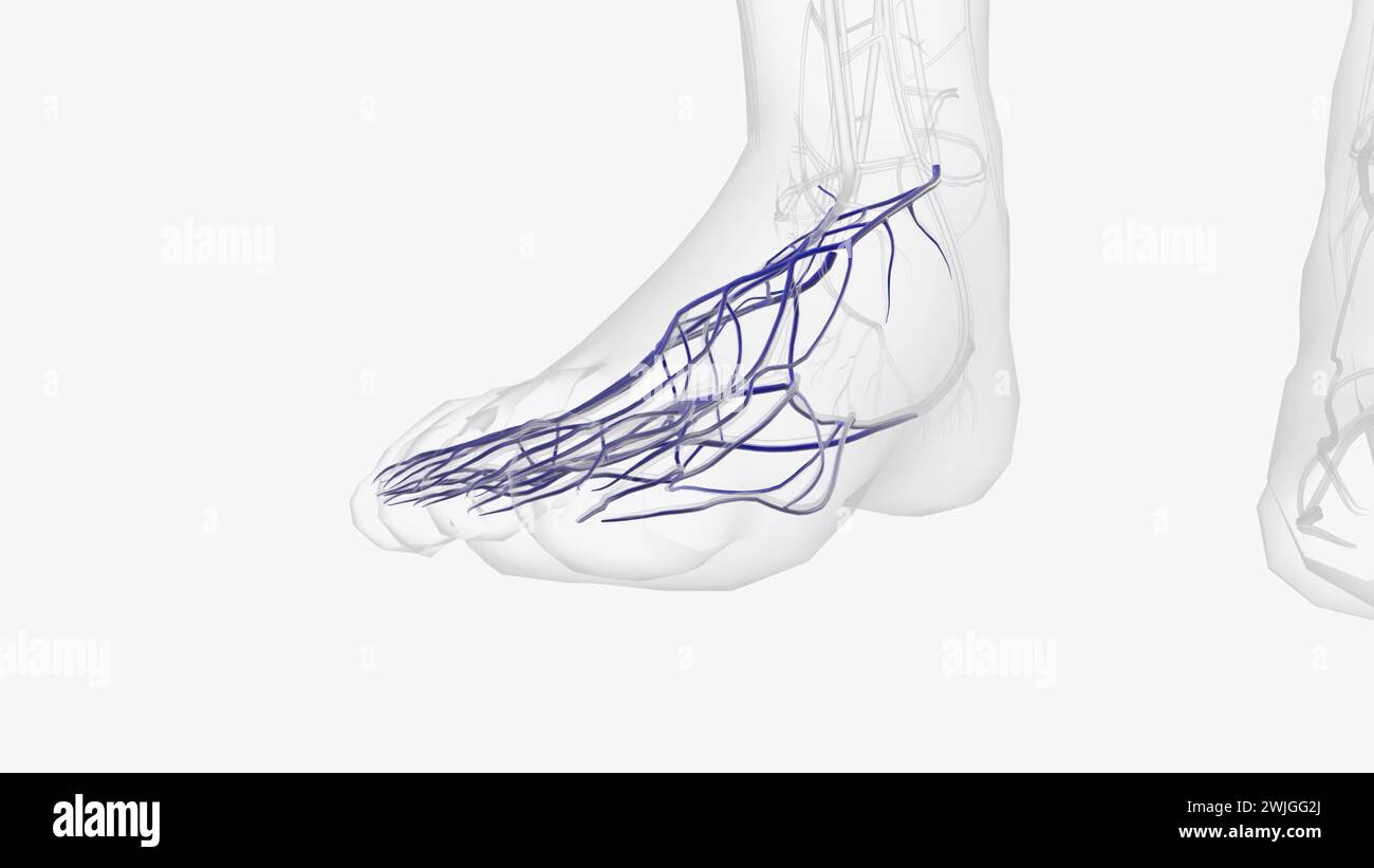 Capillaries foot hi-res stock photography and images - Alamy